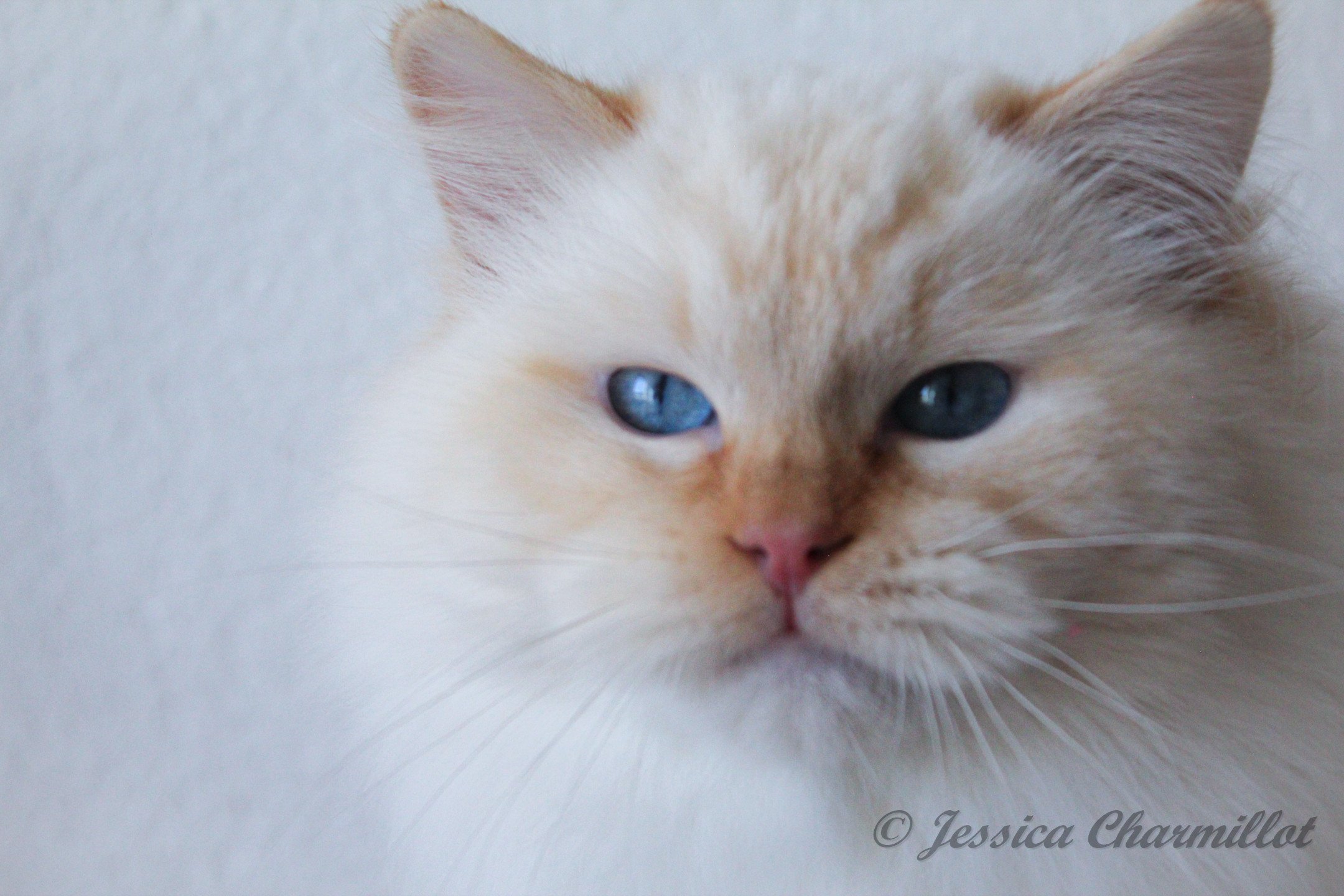 Shïloh Love Du Chamallow Rose - Chat Ragdoll Suisse | Trycoline’s
