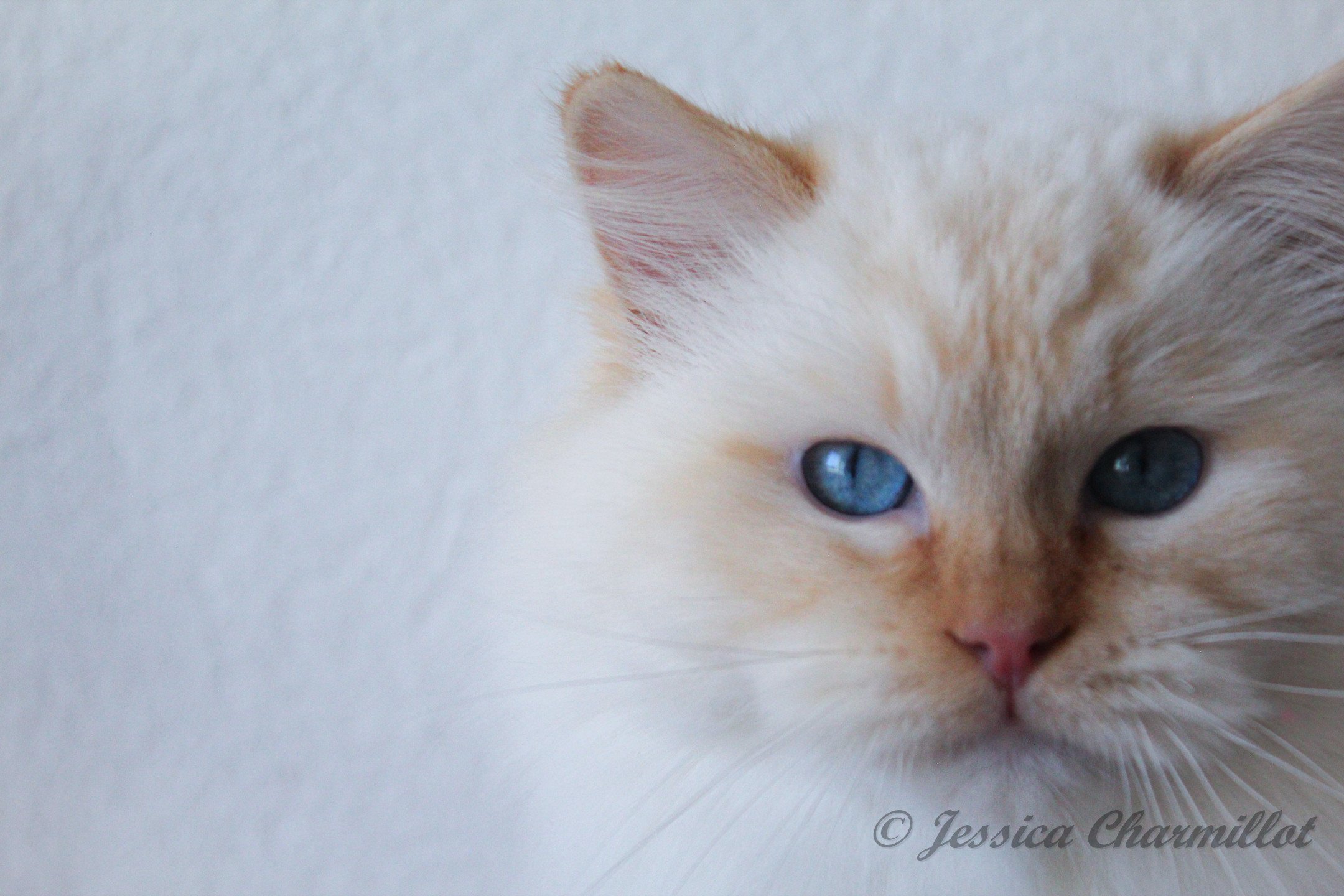 Shïloh Love Du Chamallow Rose - Chat Ragdoll Suisse | Trycoline’s