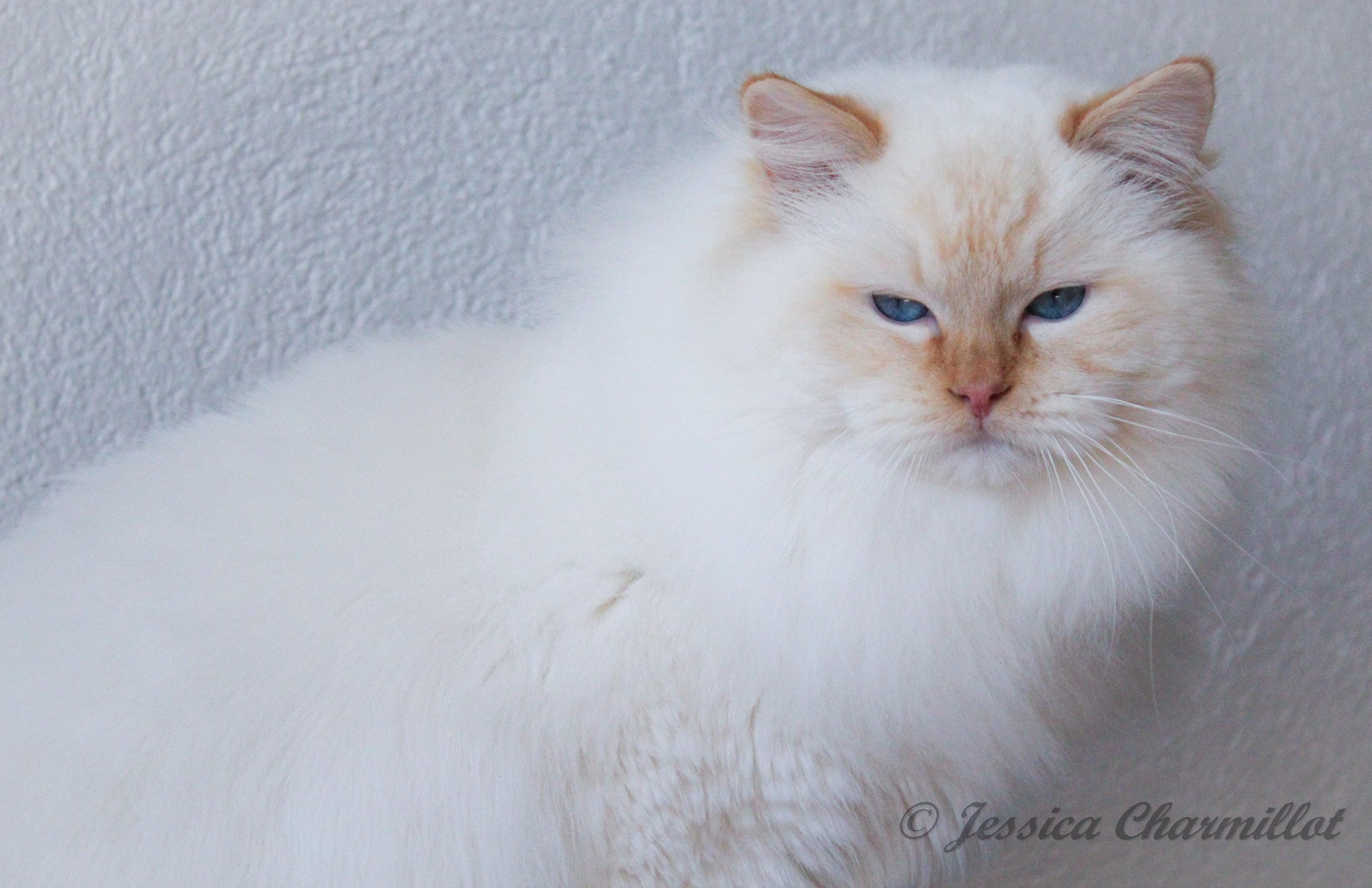 Shïloh Love Du Chamallow Rose - Chat Ragdoll Suisse | Trycoline’s