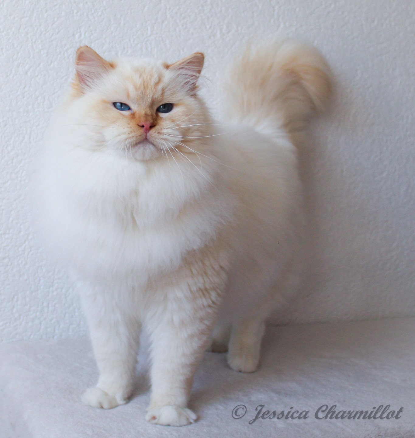 Shïloh Love Du Chamallow Rose - Chat Ragdoll Suisse | Trycoline’s