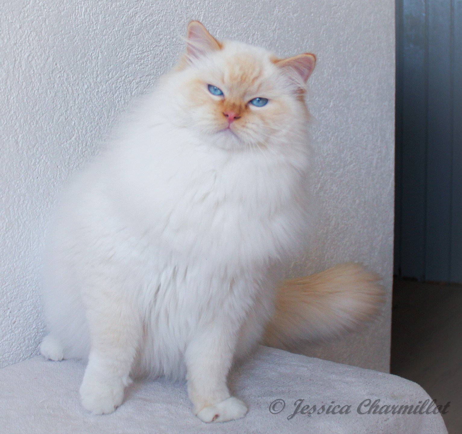 Shïloh Love Du Chamallow Rose - Chat Ragdoll Suisse | Trycoline’s