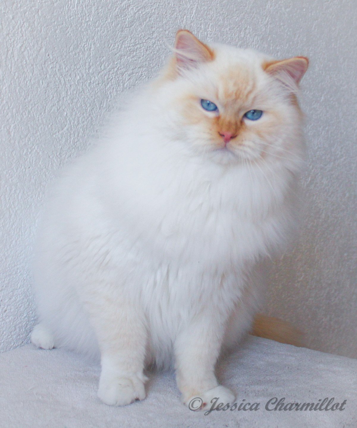 Shïloh Love Du Chamallow Rose - Chat Ragdoll Suisse | Trycoline’s